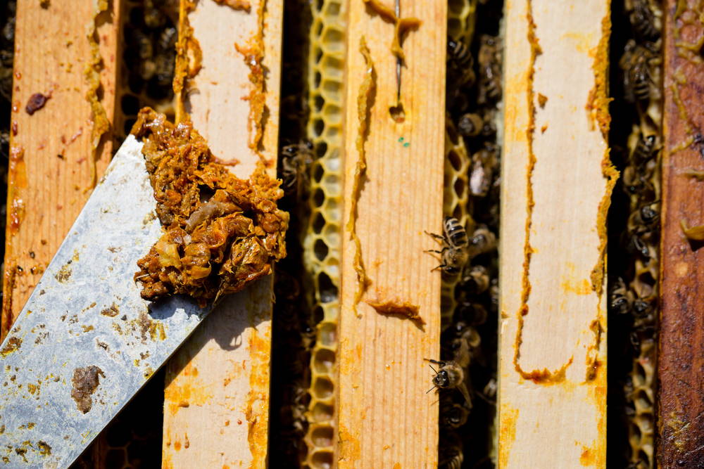 What is propolis – The Bee Store