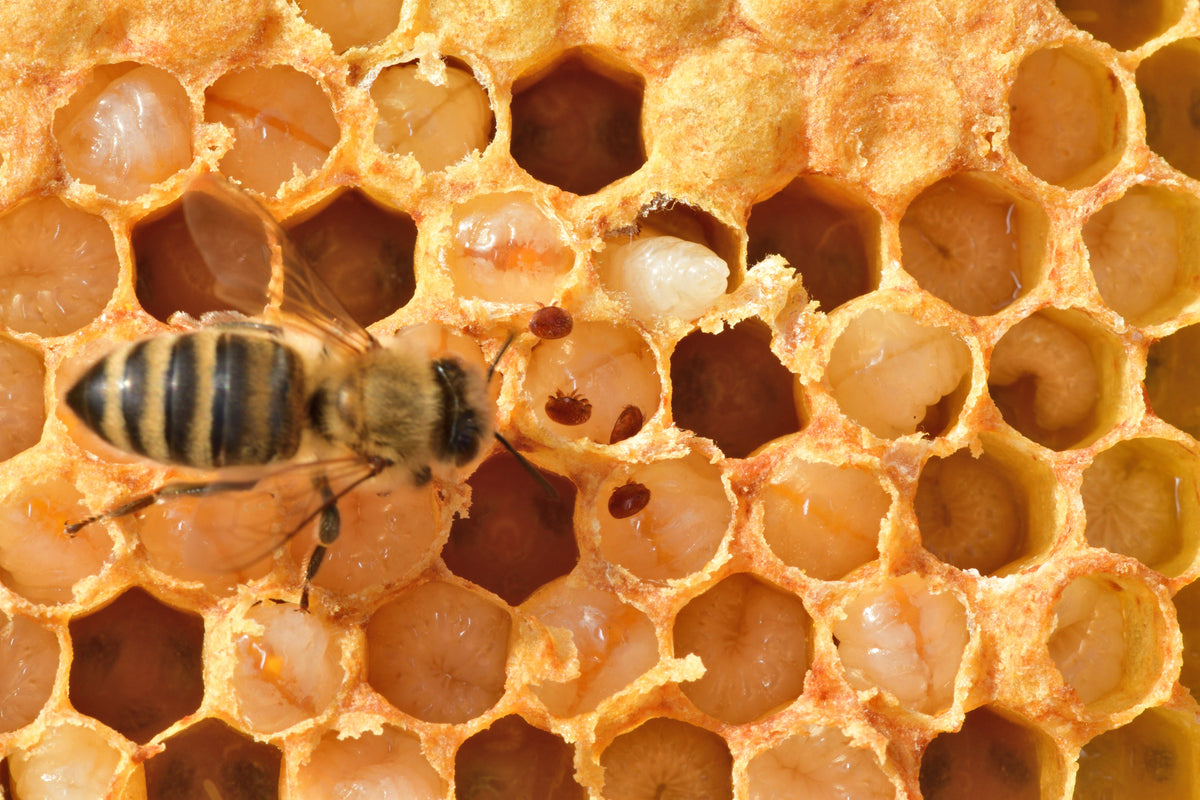 How to Test for Varroa Mites: 5 Methods (Australia) – The Bee Store