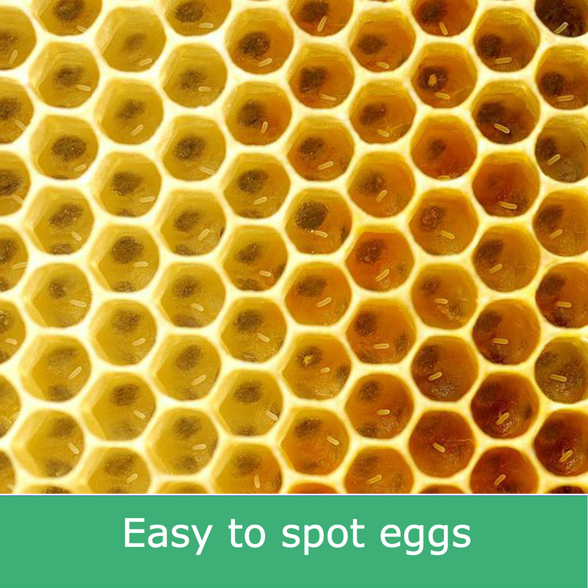 Bulk Buy - 100 x Full Depth Beekeeping Frames With Yellow Plastic Foun ...